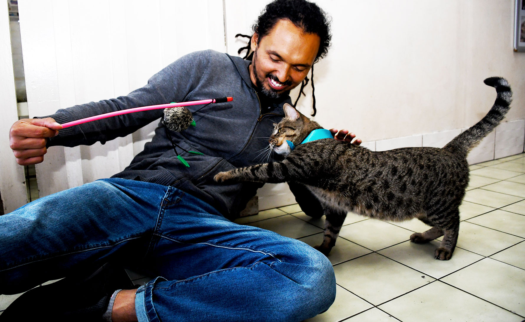 Tigro buscando un hogar: Macho, grande, de dos años aproximadamente ...