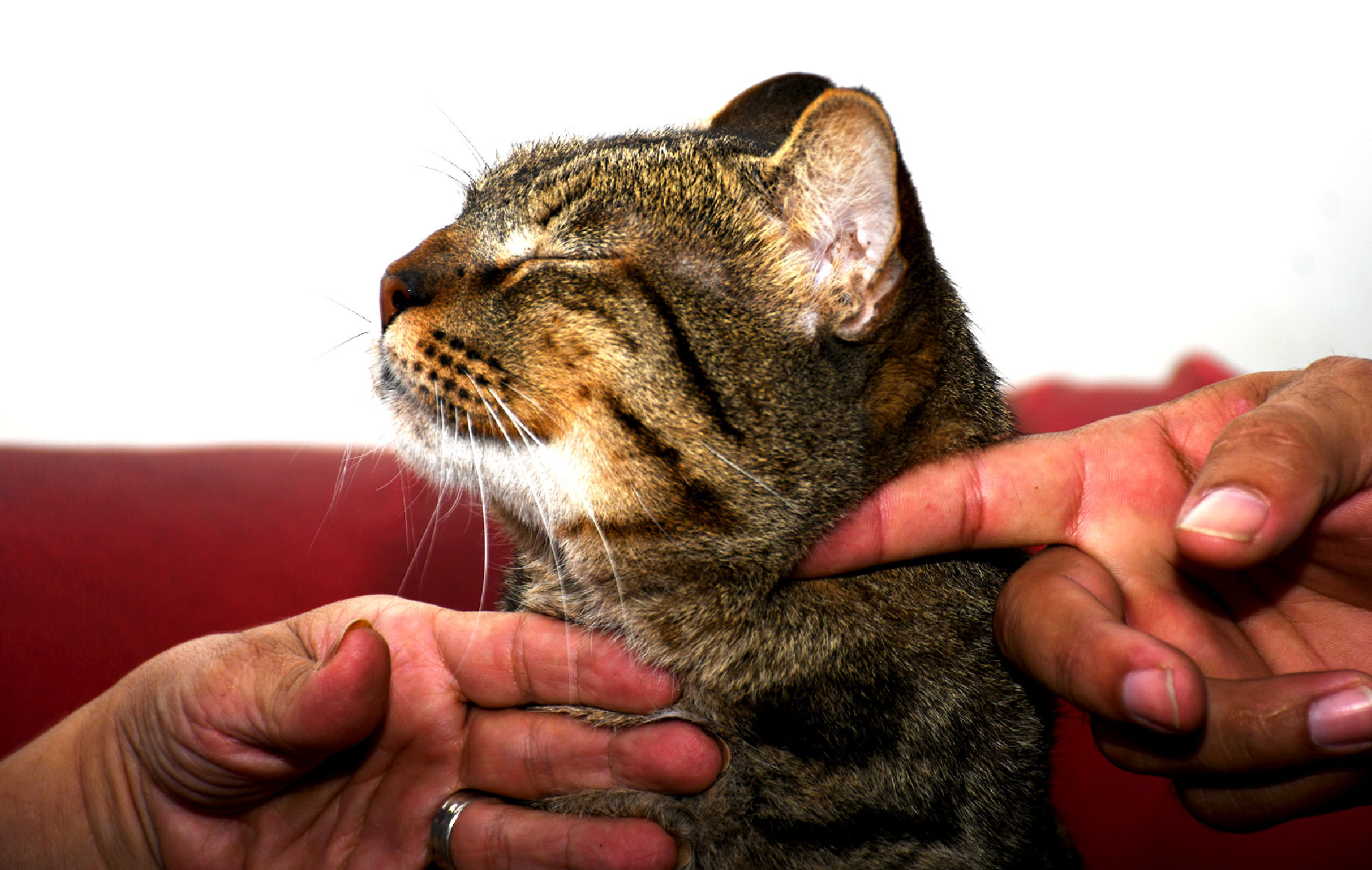 Tigro buscando un hogar: Macho, grande, de dos años aproximadamente ...